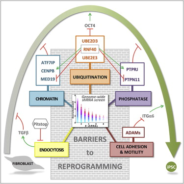 Understanding barriers to reprogramming cells holds promise for ...